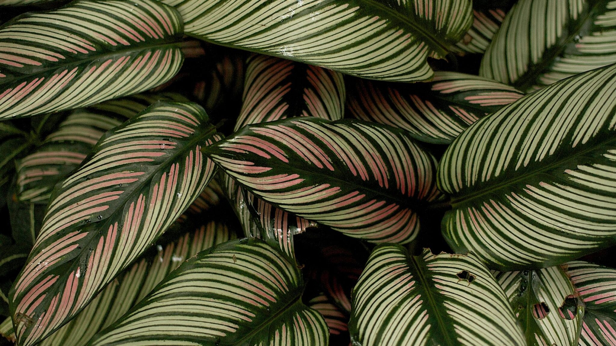 Calathea Types - 25 Best Calathea Plants & Tips for their Healthy Growth