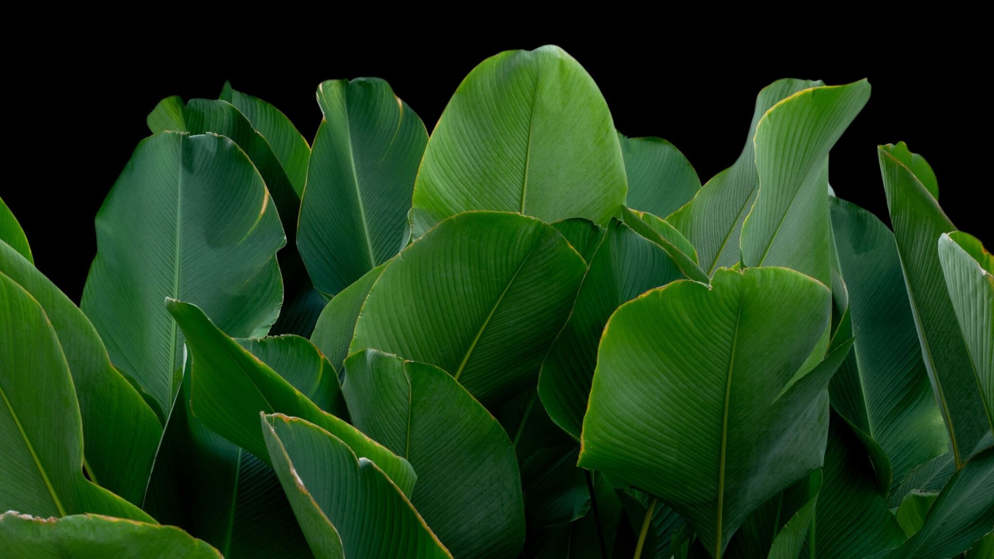 Calathea Types - 25 Best Calathea Plants & Tips for their Healthy Growth