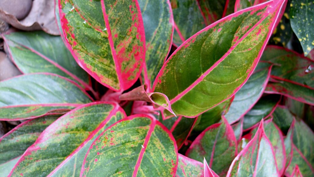 Calathea Types - 25 Best Calathea Plants & Tips for their Healthy Growth