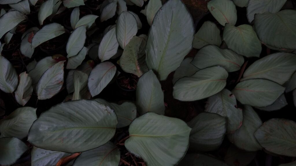 Calathea Types - 25 Best Calathea Plants & Tips for their Healthy Growth
