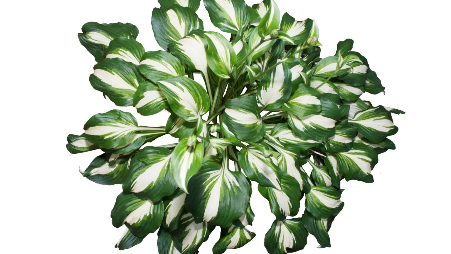 Calathea Types - 25 Best Calathea Plants & Tips for their Healthy Growth