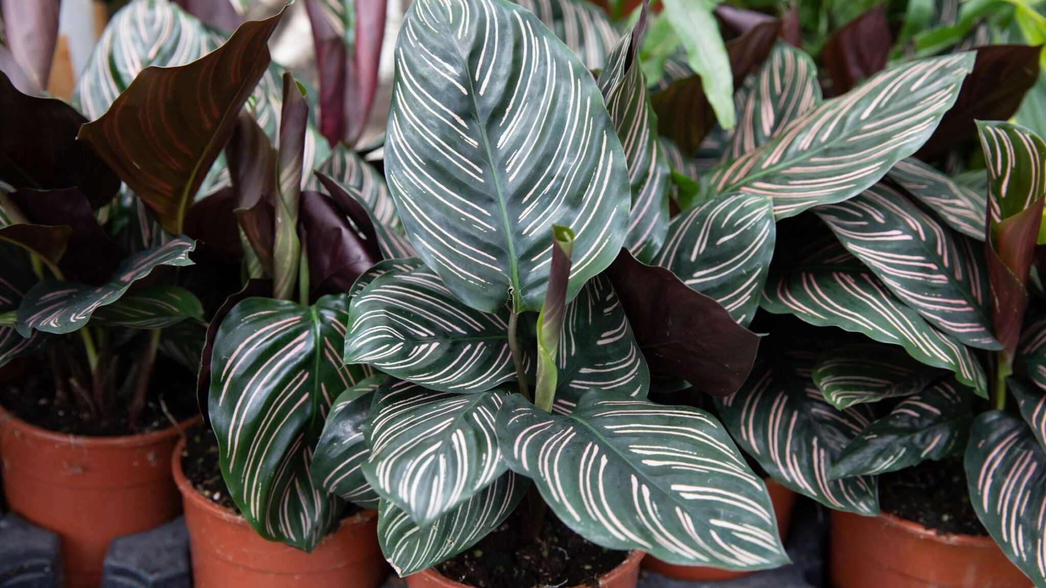 Calathea Types - 25 Best Calathea Plants & Tips for their Healthy Growth