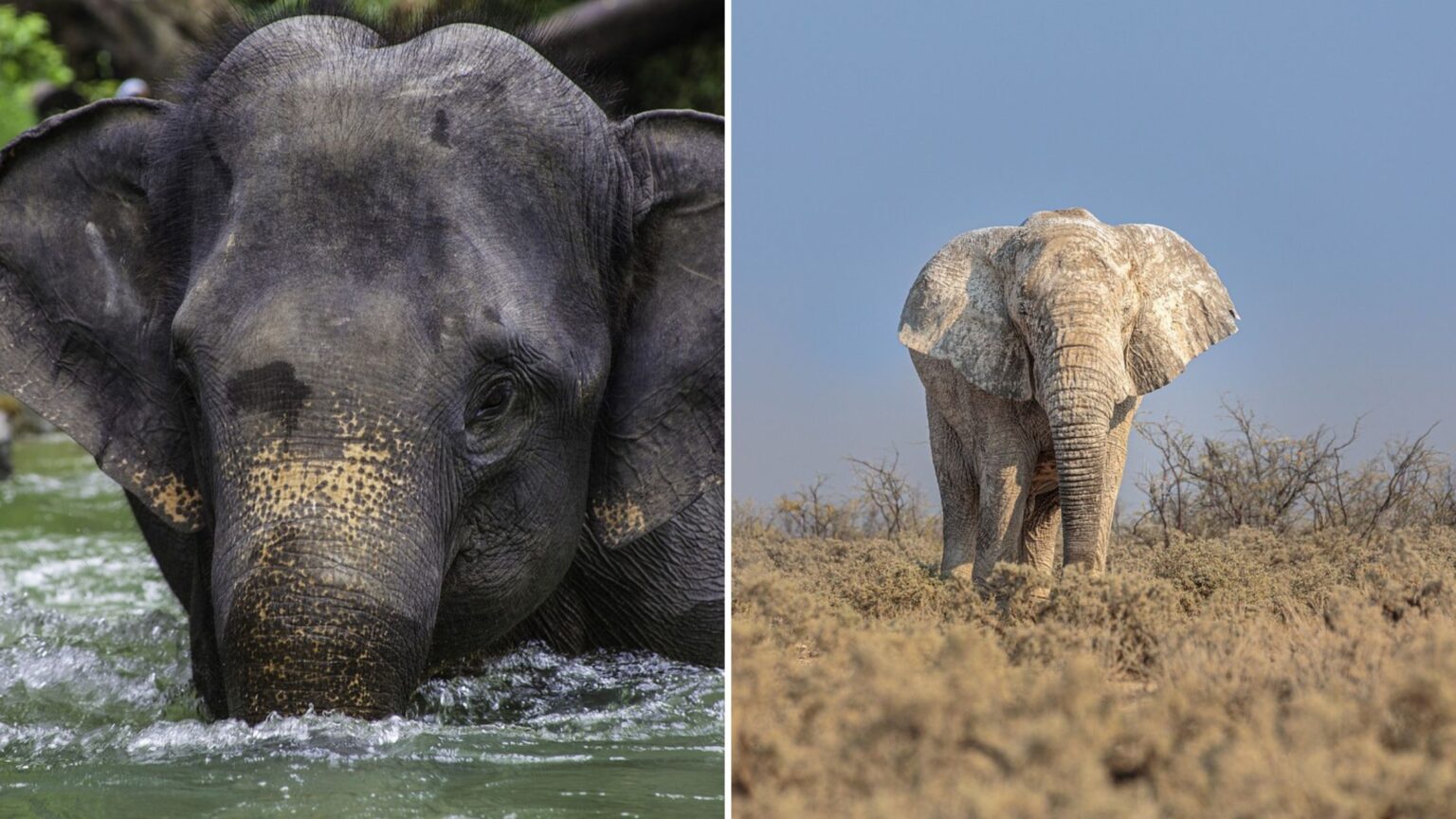 African elephant Vs. Asian elephant: 5 Major Differences